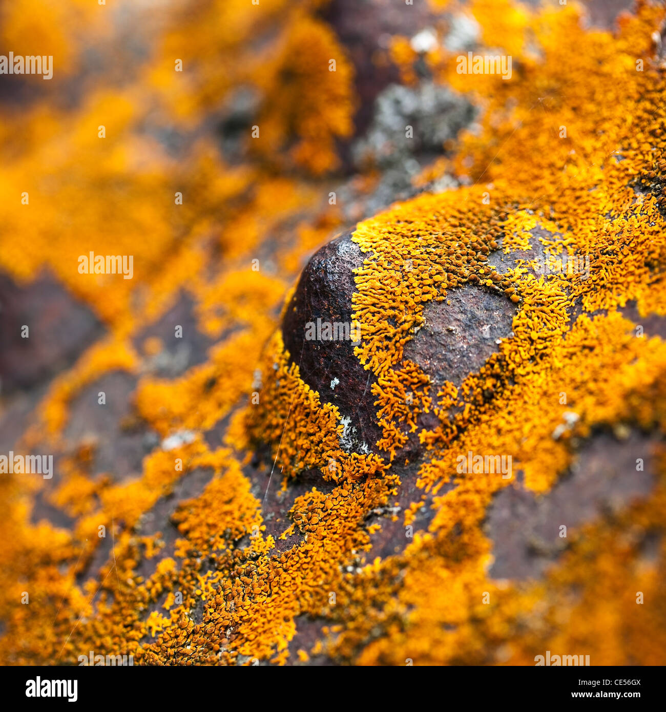 Lichen hi-res stock photography and images - Alamy