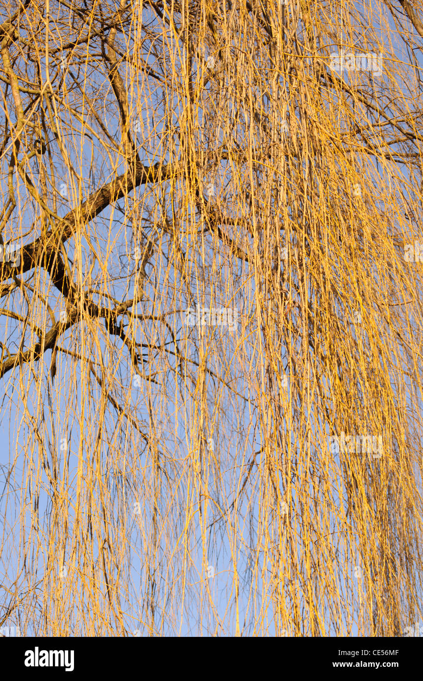 Sallow willow hi-res stock photography and images - Alamy