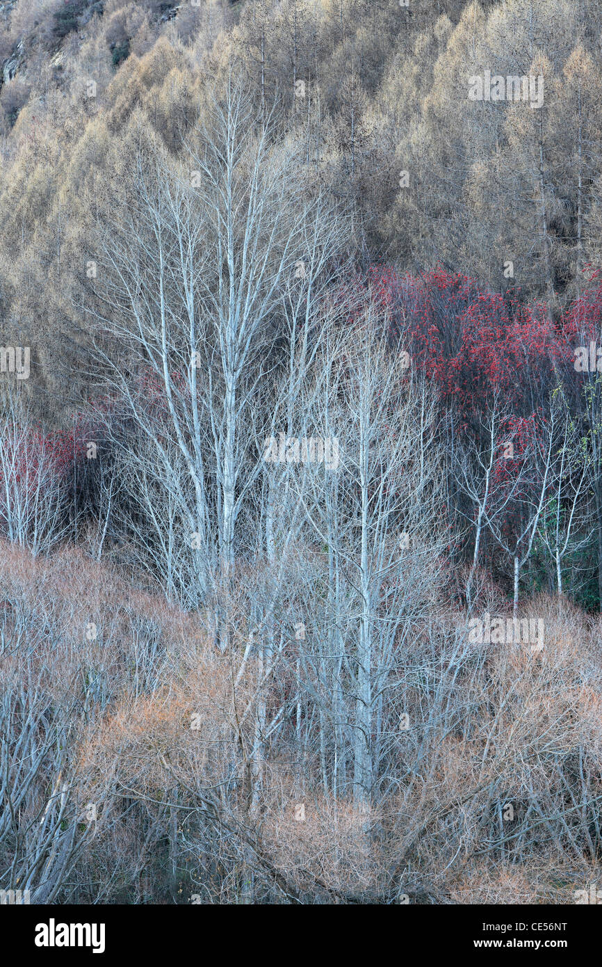 Winter color along the shores of the Arrow River in Arrowtown, New ...