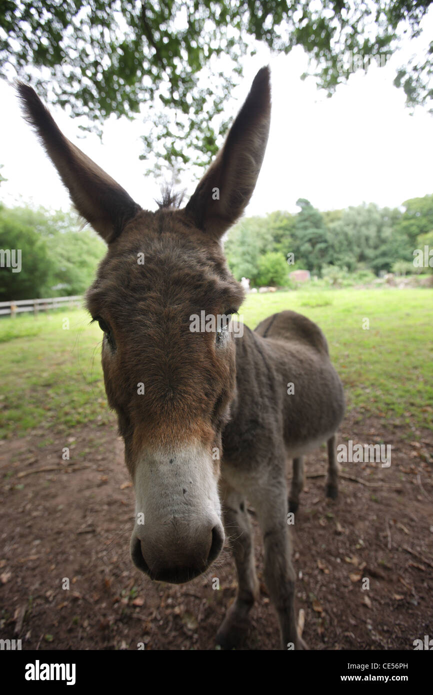 Documentary images covering small sheep keepers in the Forest of Dean ...