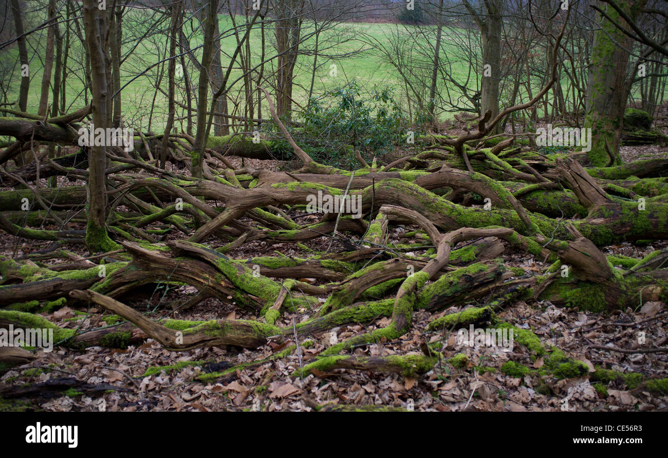 Moss covered branches of a dead fallen tree on Ranmore common, Surrey ...