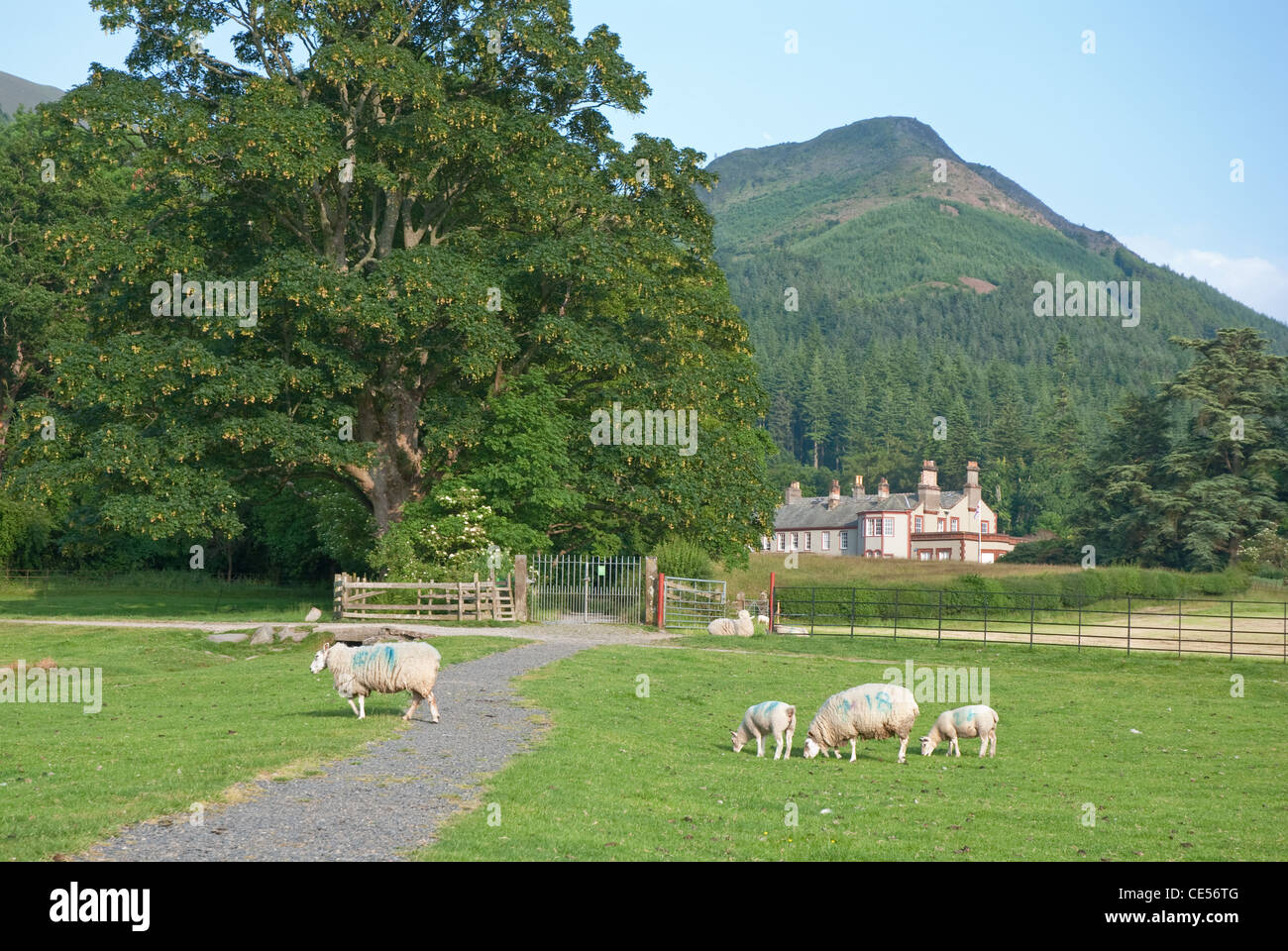Mirehouse manor house dodd wood hi-res stock photography and images - Alamy