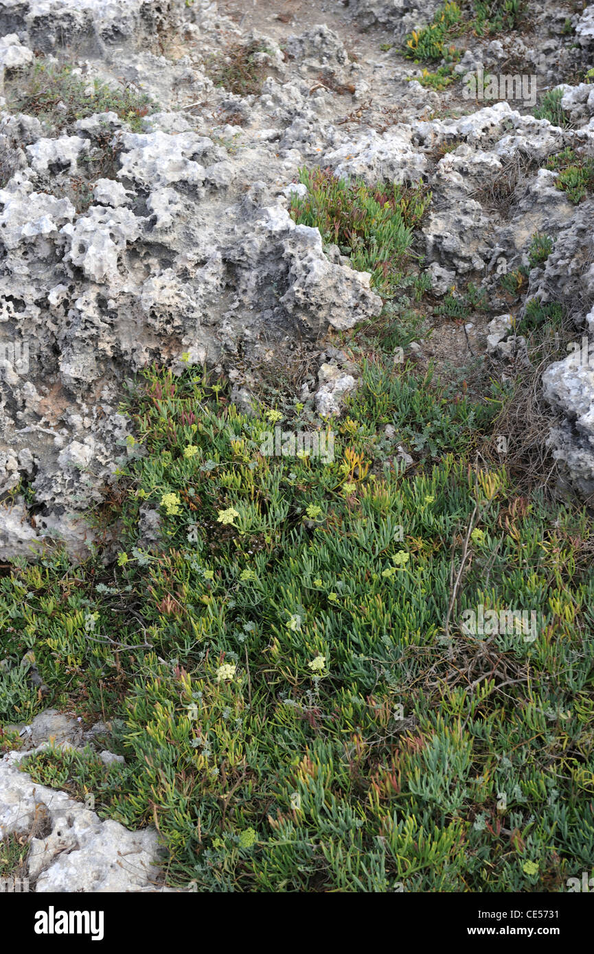 Seaside vegetation hi-res stock photography and images - Alamy