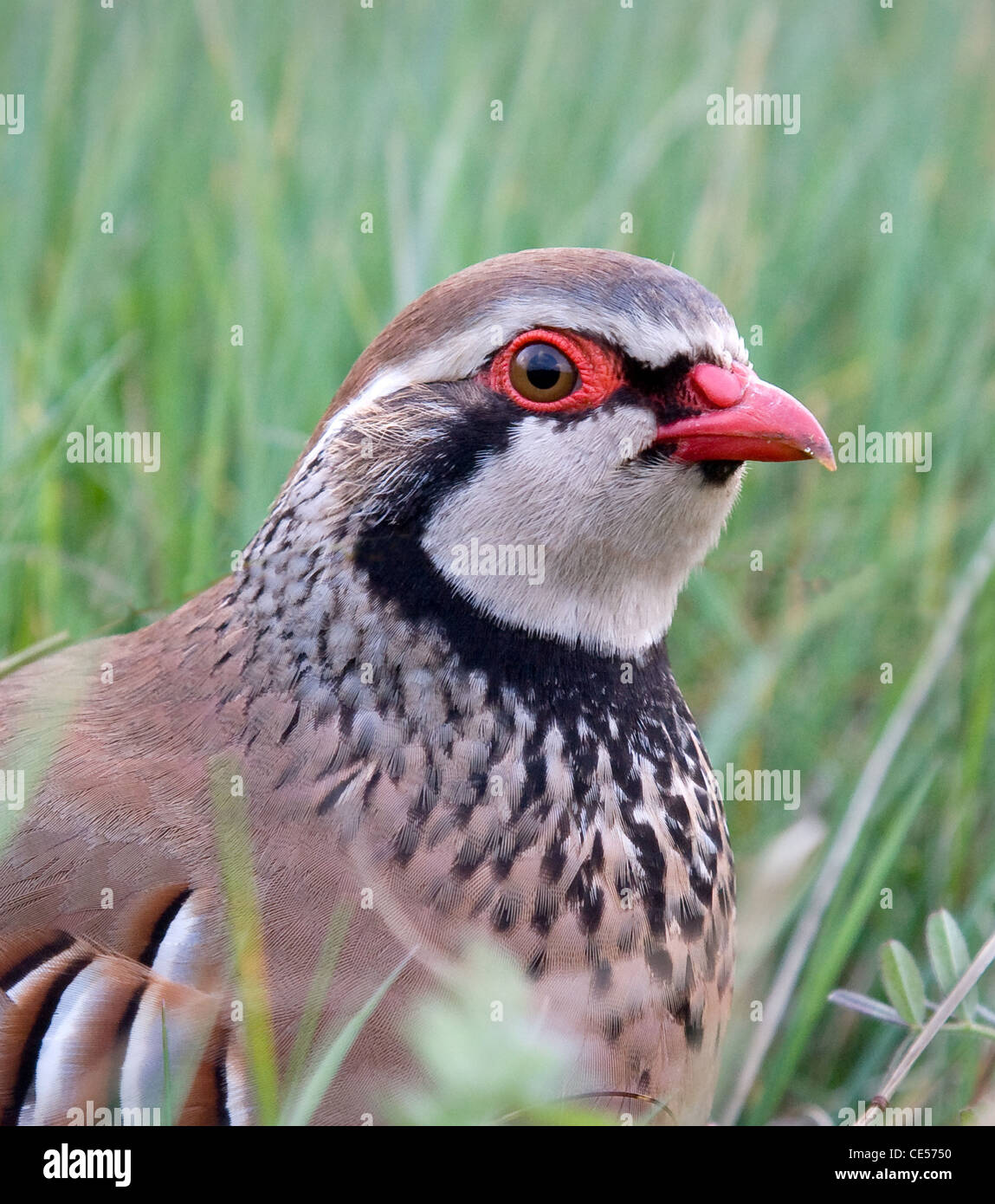 Game bird hi-res stock photography and images - Alamy