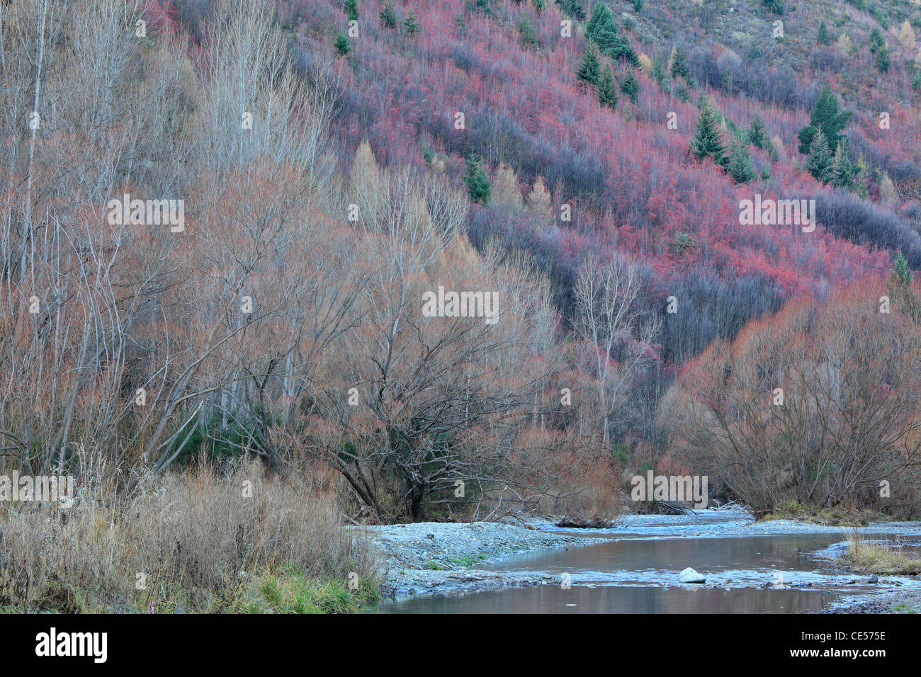 Winter color along the shores of the Arrow River in Arrowtown, New ...