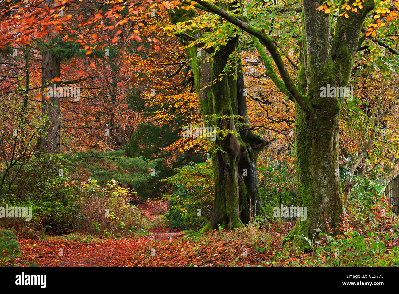 Woodland in fine display of Autumn colour, Lake District, Cumbria ...