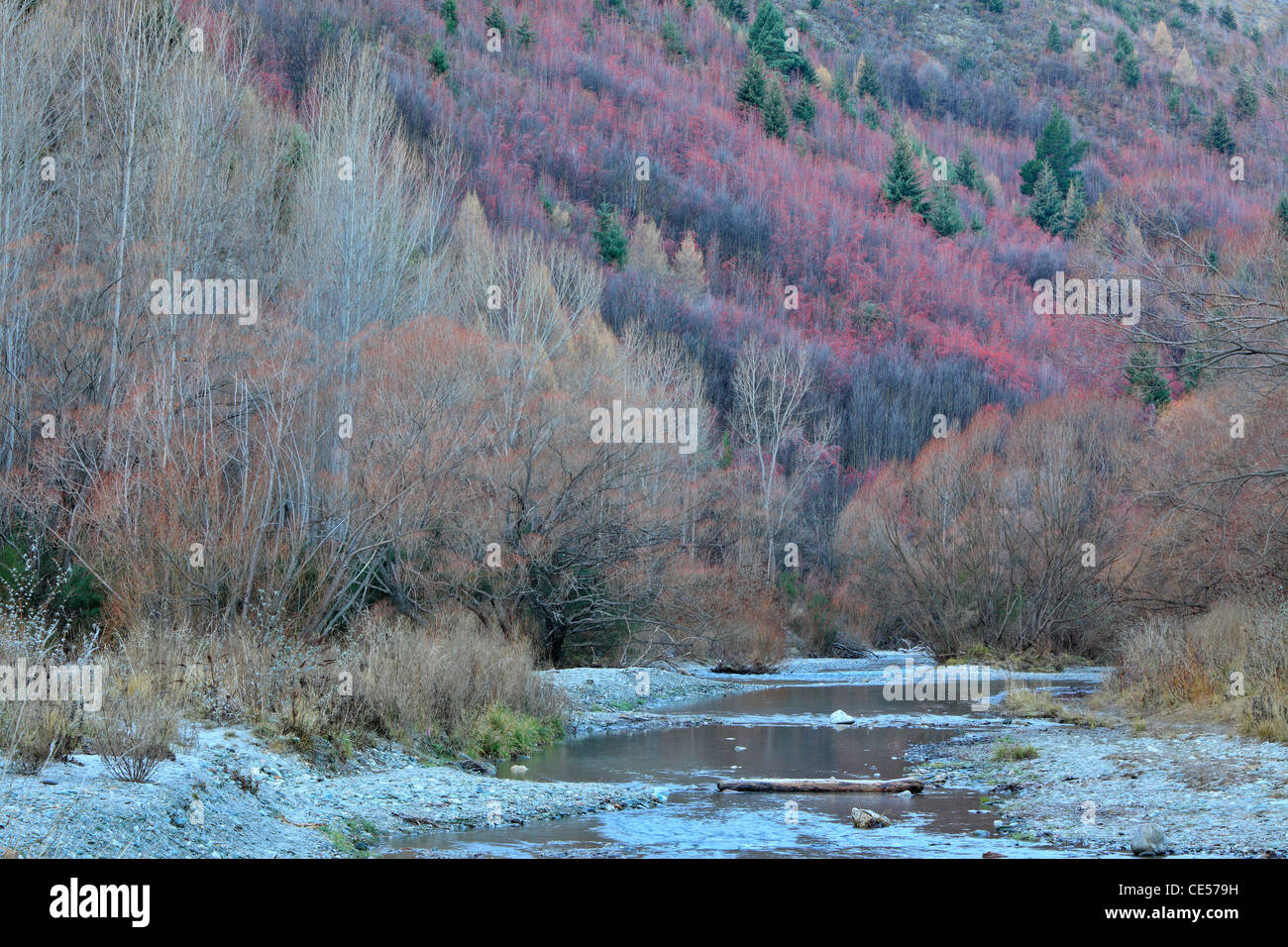 Winter color along the shores of the Arrow River in Arrowtown, New ...