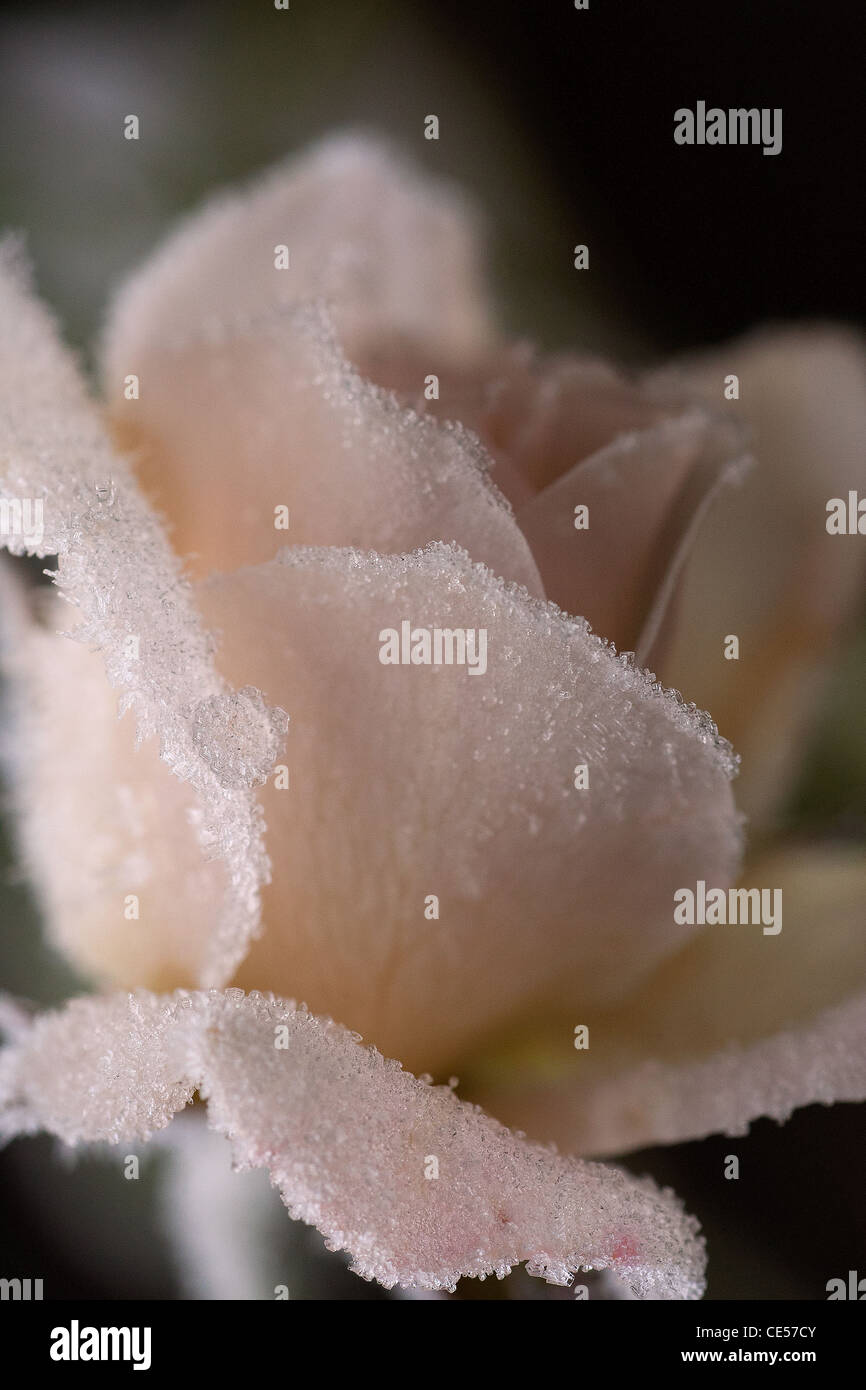 Rare beauty. Iceberg rose flowering in January, its beauty trapped in ...