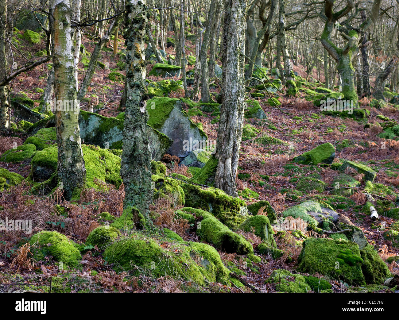 Edge of woodland hi-res stock photography and images - Alamy