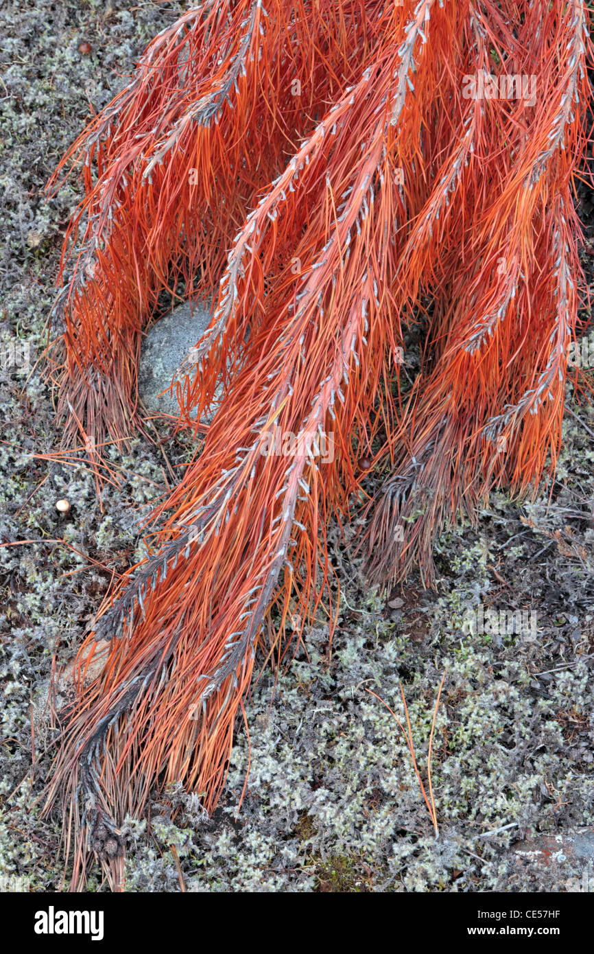 Moss hi-res stock photography and images - Alamy