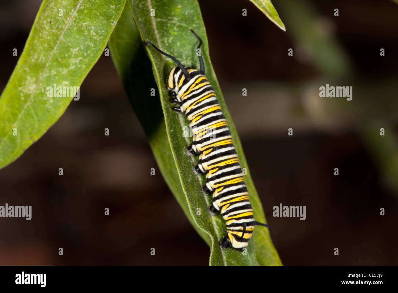 Baby monarch butterfly hi-res stock photography and images - Alamy