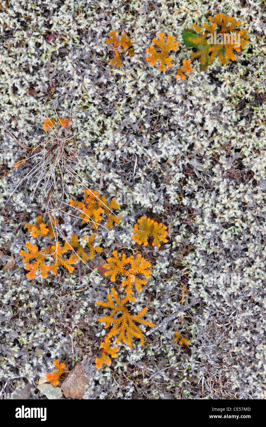 Beautiful lichens carpet the Wilderness Area Scientific Reserve east of ...
