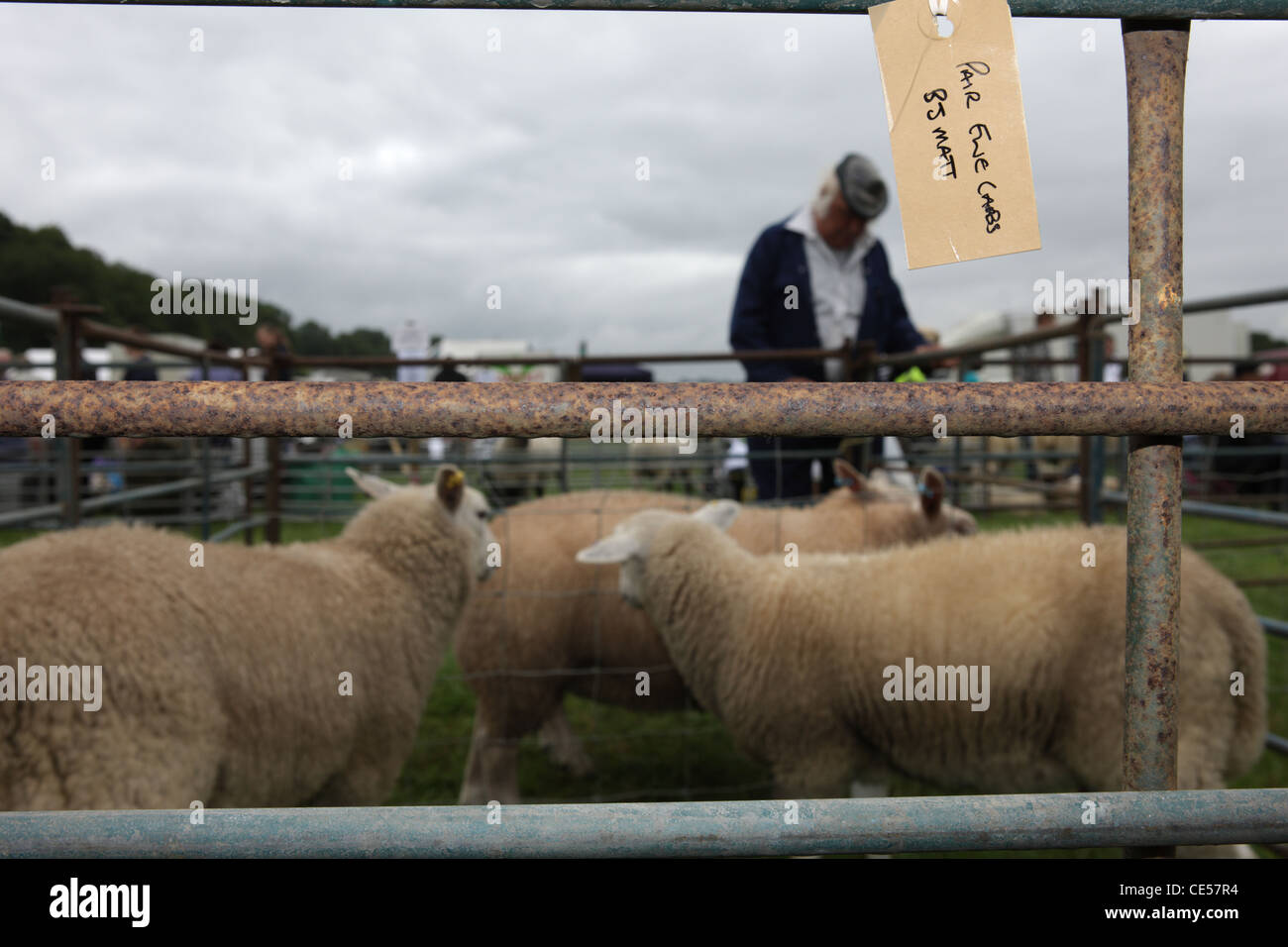 Chepstow agricultural show. Documentary images covering small sheep ...