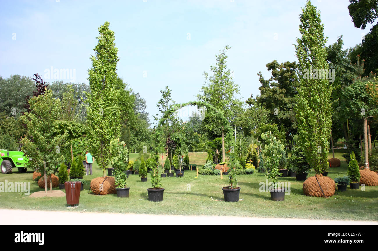 Trees ready for planting in the park Stock Photo - Alamy