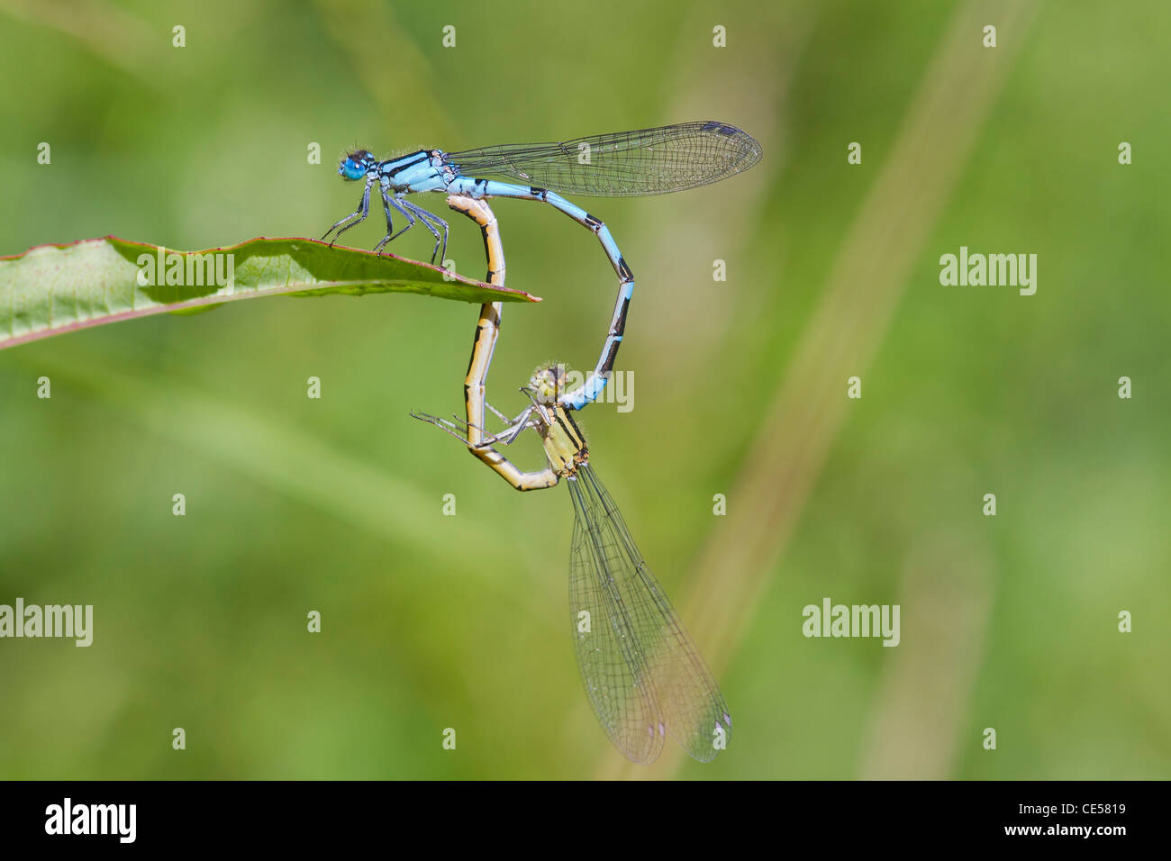 Blue Damselfly mating on a leaf closeup Stock Photo - Alamy