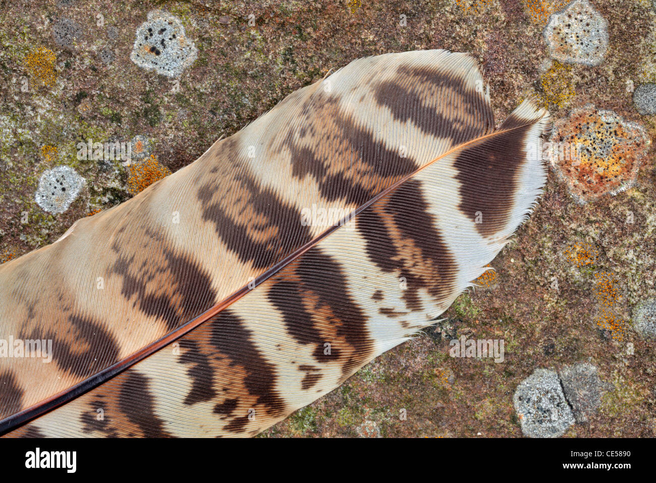 Detail of a pheasant feather on lichen-covered rock Stock Photo - Alamy