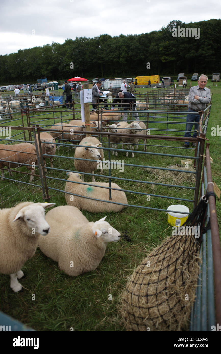 Chepstow agricultural show. Documentary images covering small sheep ...