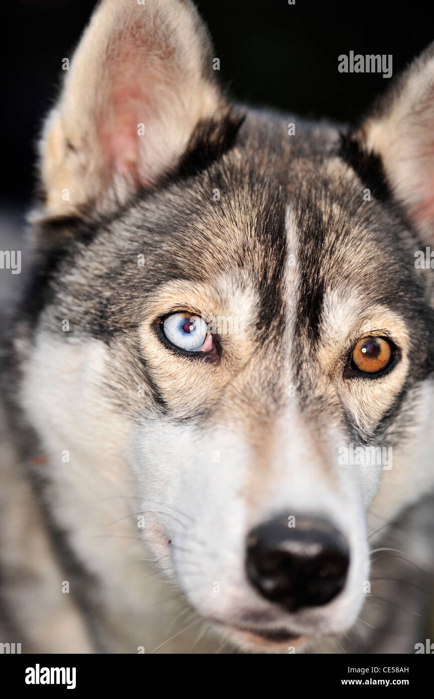 Husky Wolf Hybrid Valper White And Gray Siberian Husky Puppy · Free