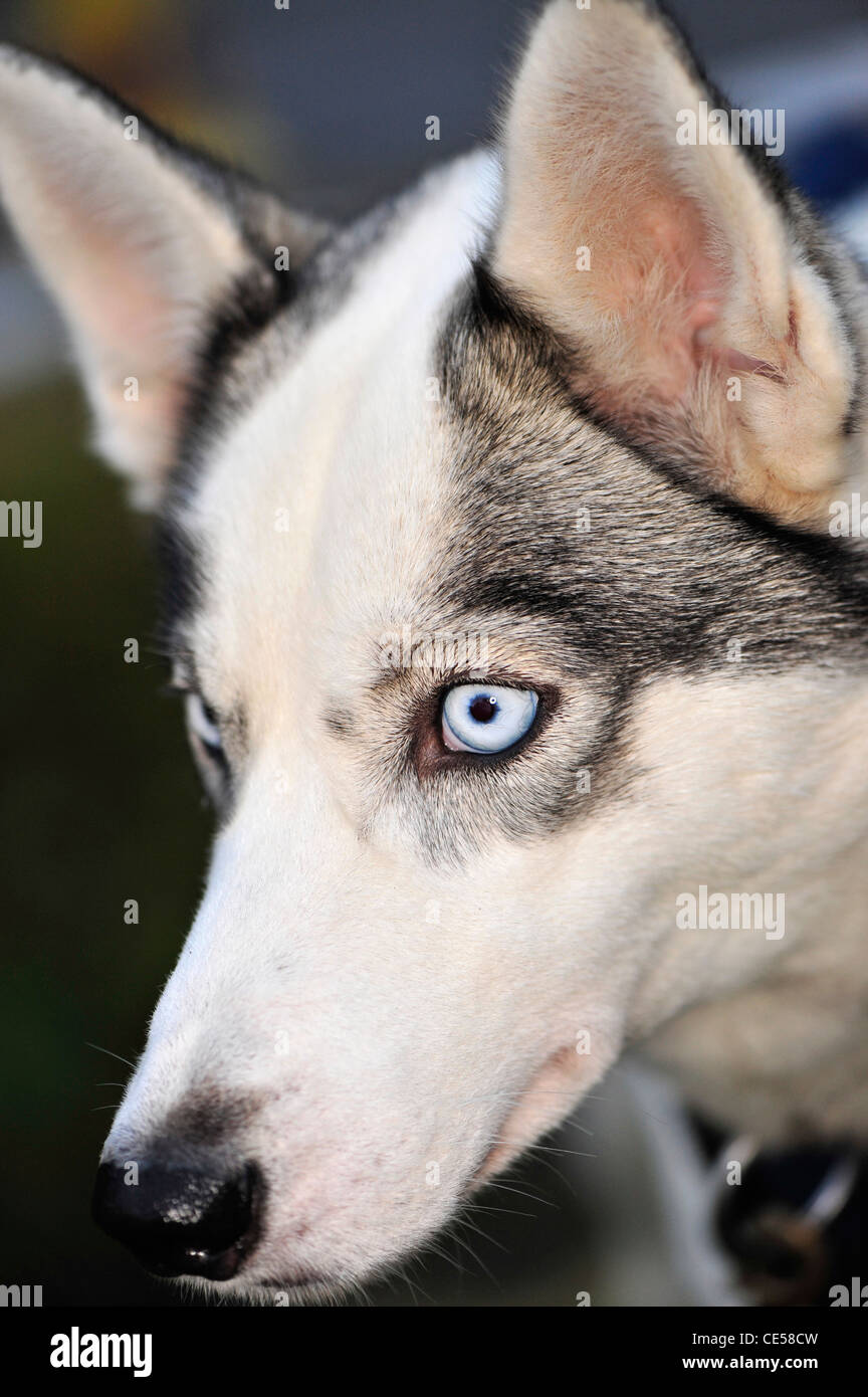 Siberian Husky portrait Stock Photo - Alamy