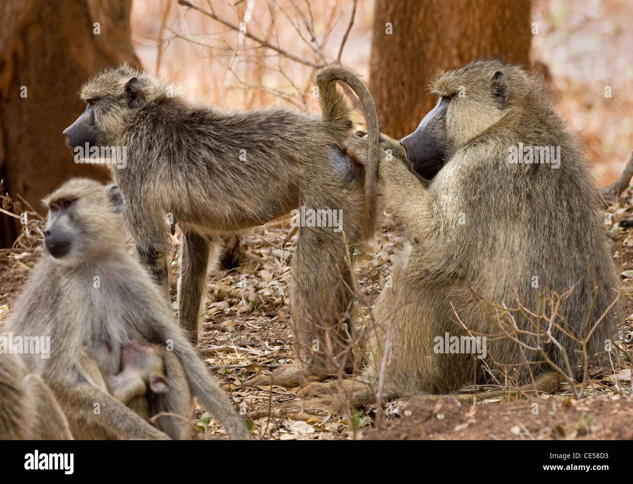 Female Baboon Stock Photos & Female Baboon Stock Images - Alamy