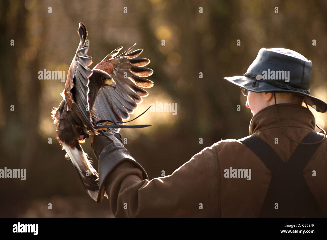 falconer flying her harris hawk (Parabuteo unicinctus Stock Photo - Alamy