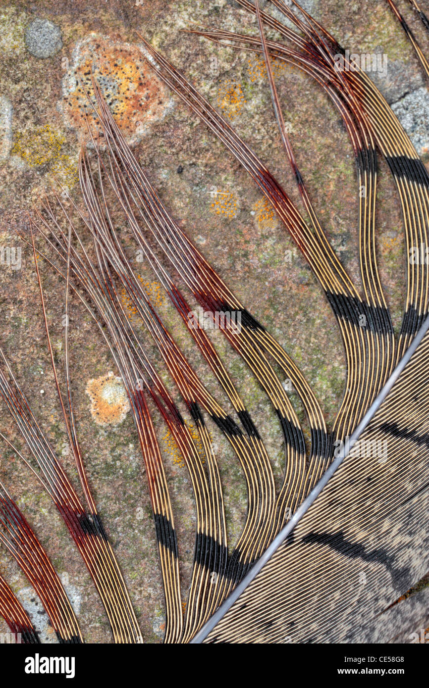 Detail of a pheasant feather on lichen-covered rock Stock Photo - Alamy