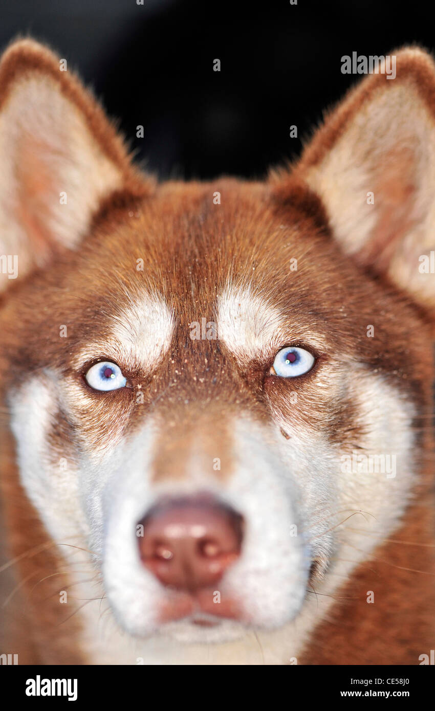 Siberian Husky portrait Stock Photo - Alamy