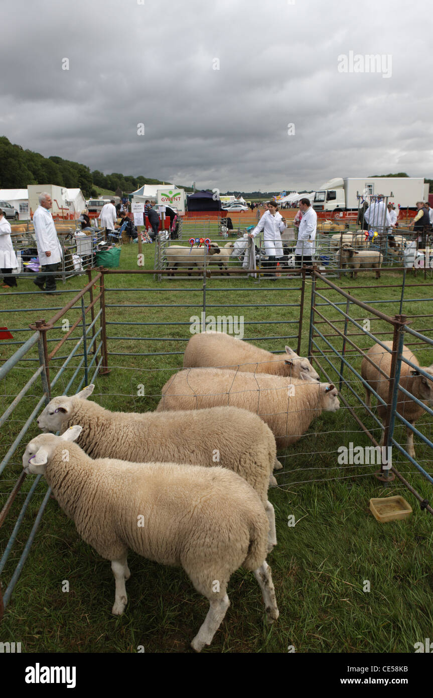 Chepstow agricultural show. Documentary images covering small sheep ...