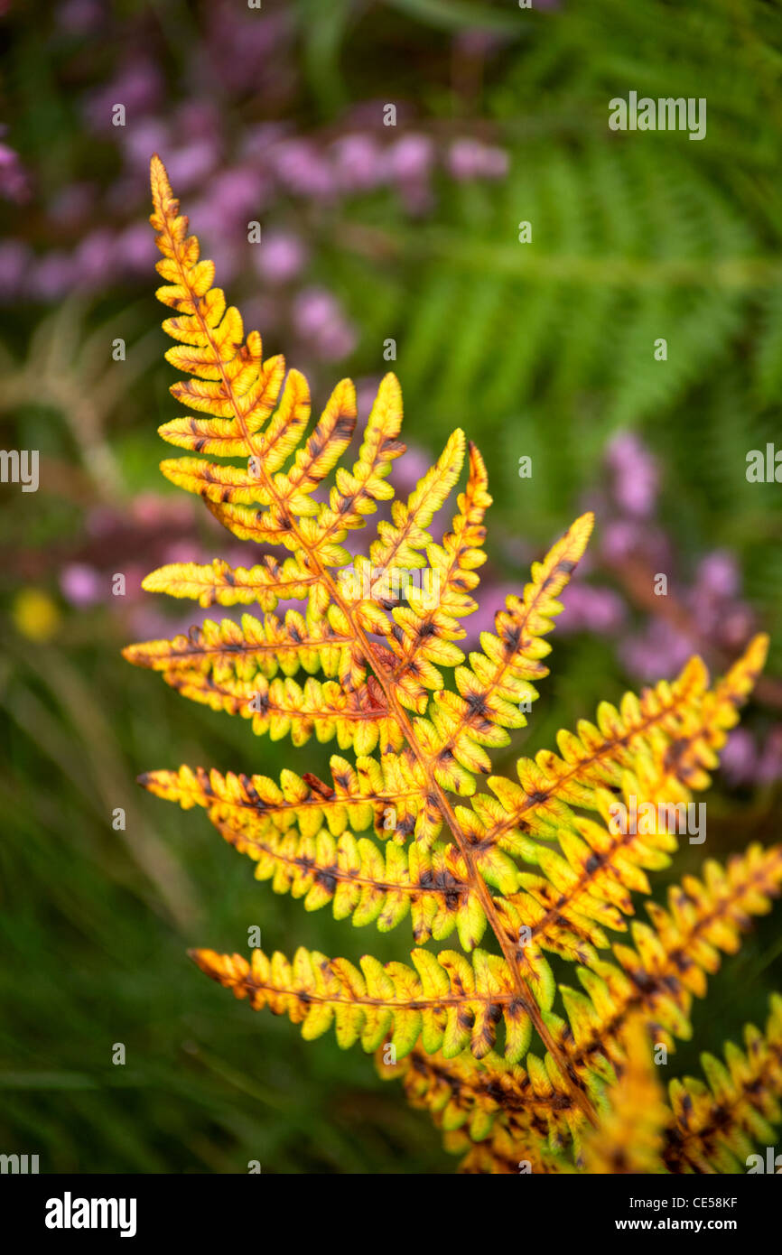 Autumnal ferns, bracken and heather Stock Photo - Alamy