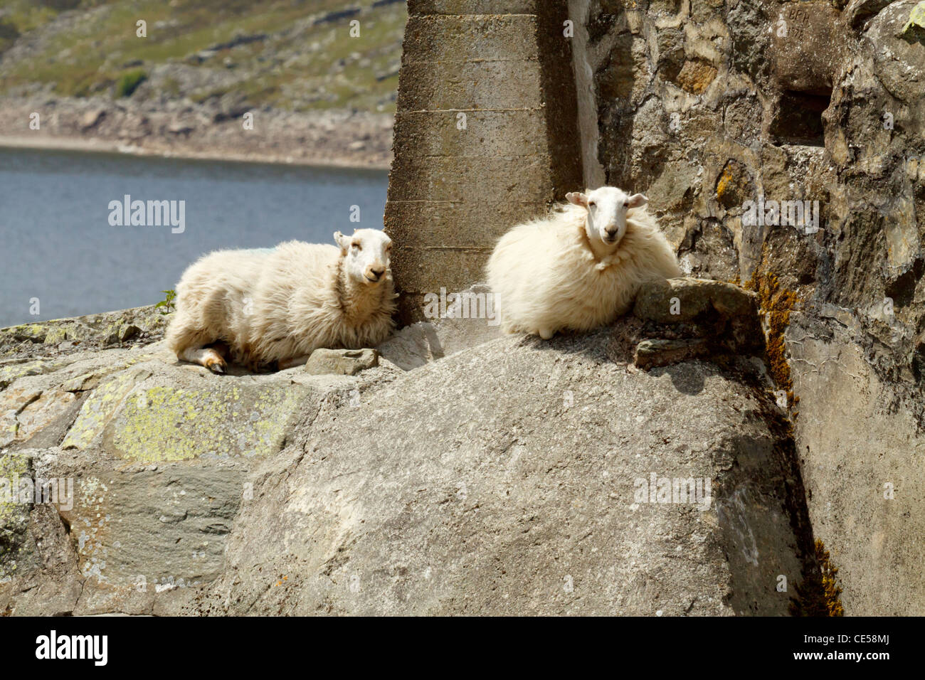 Some Sheep resting on a dam wall at Llyn Cowlyd Stock Photo - Alamy