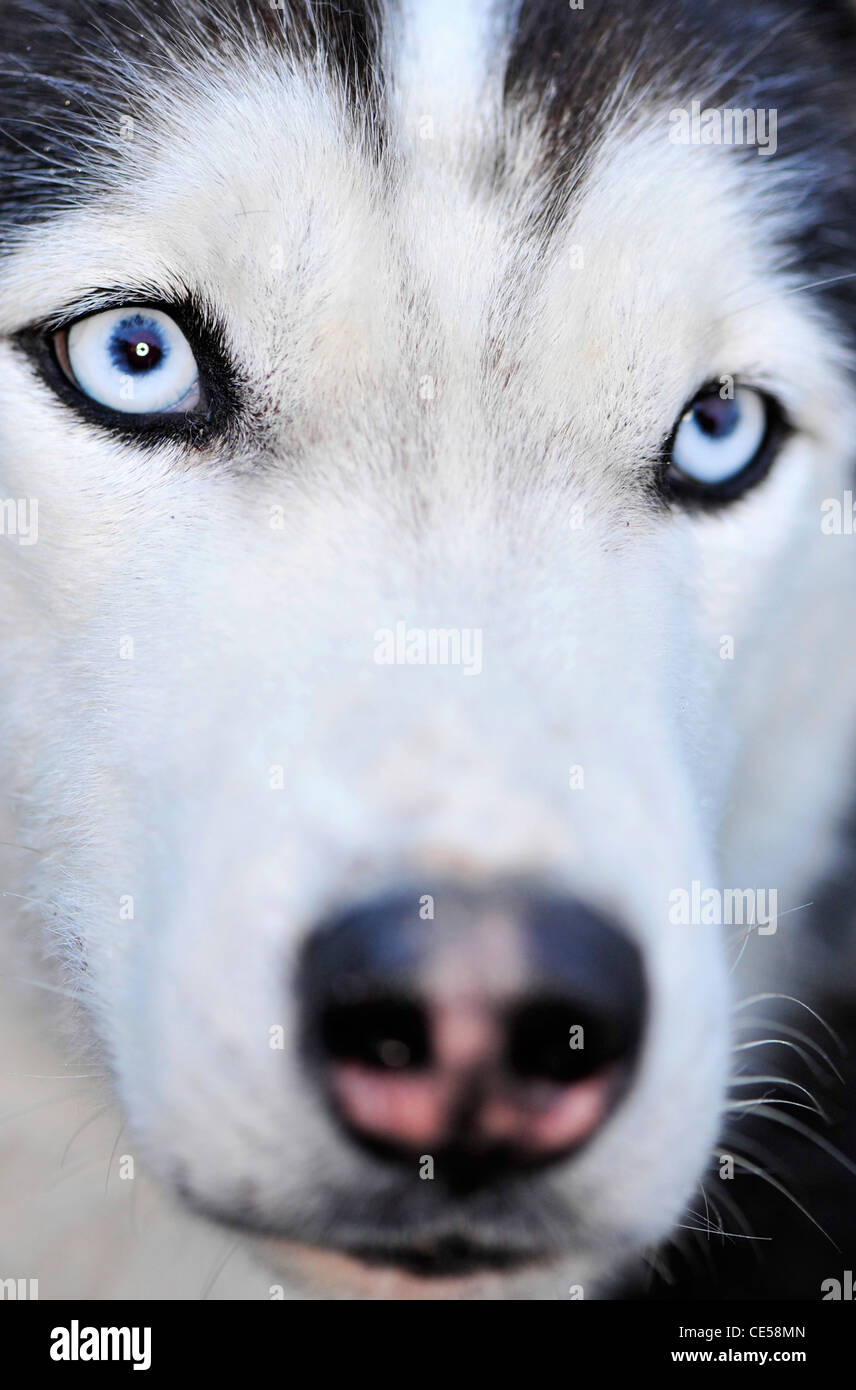 Siberian Husky portrait Stock Photo - Alamy