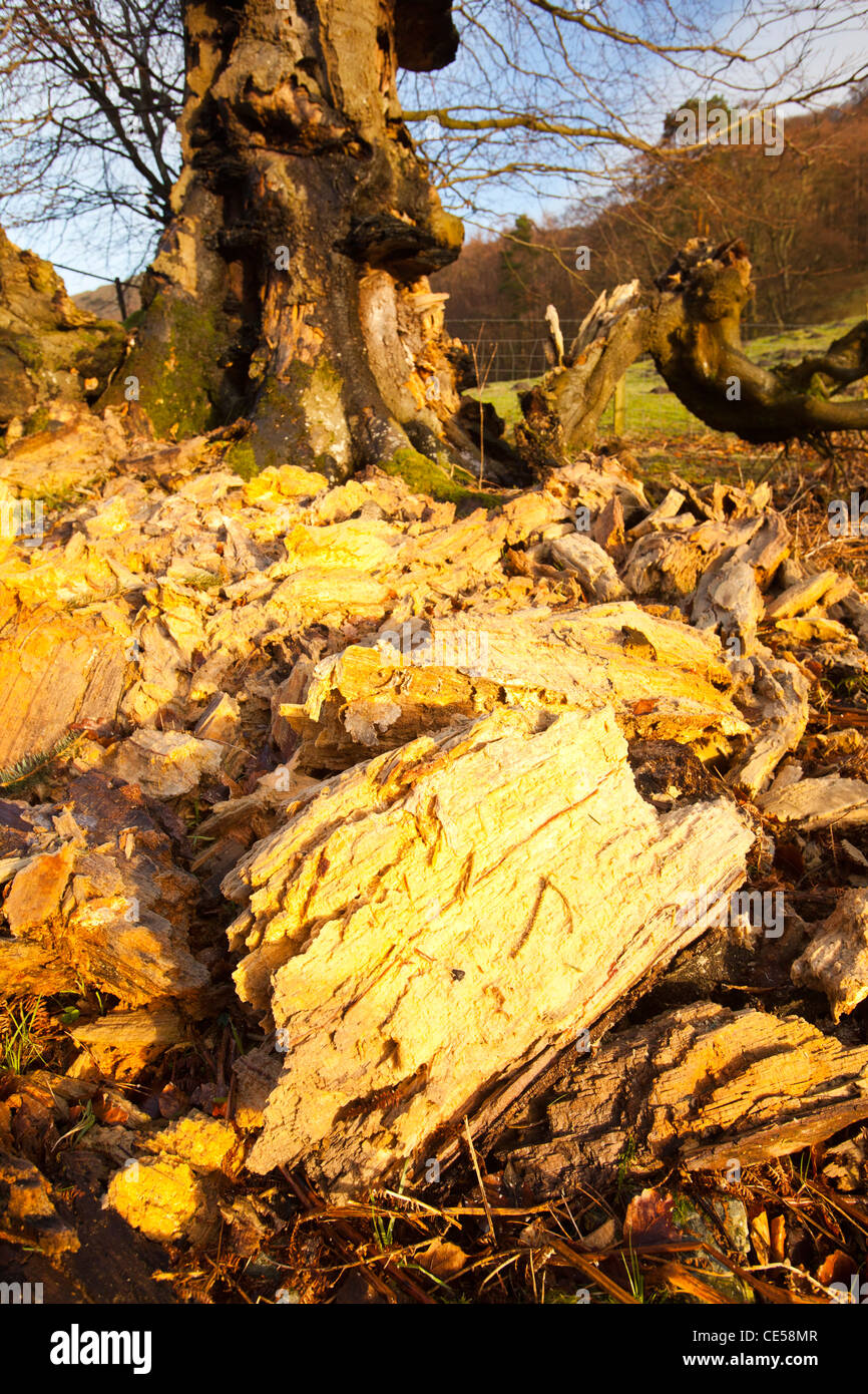 A rotten Beech tree stump, blown over in high winds Stock Photo - Alamy