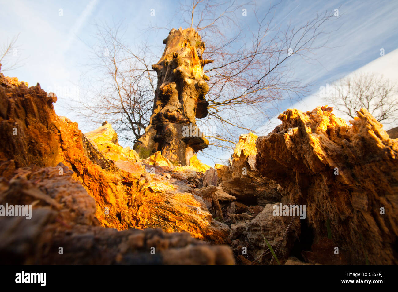 A rotten Beech tree stump, blown over in high winds Stock Photo - Alamy