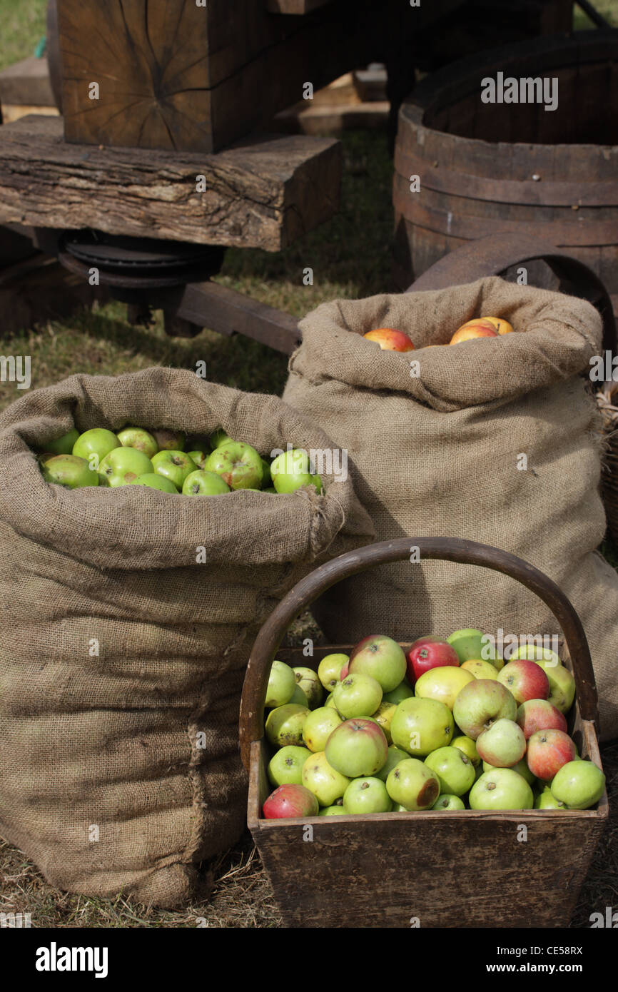 Cider production. A display of cider apples Stock Photo - Alamy