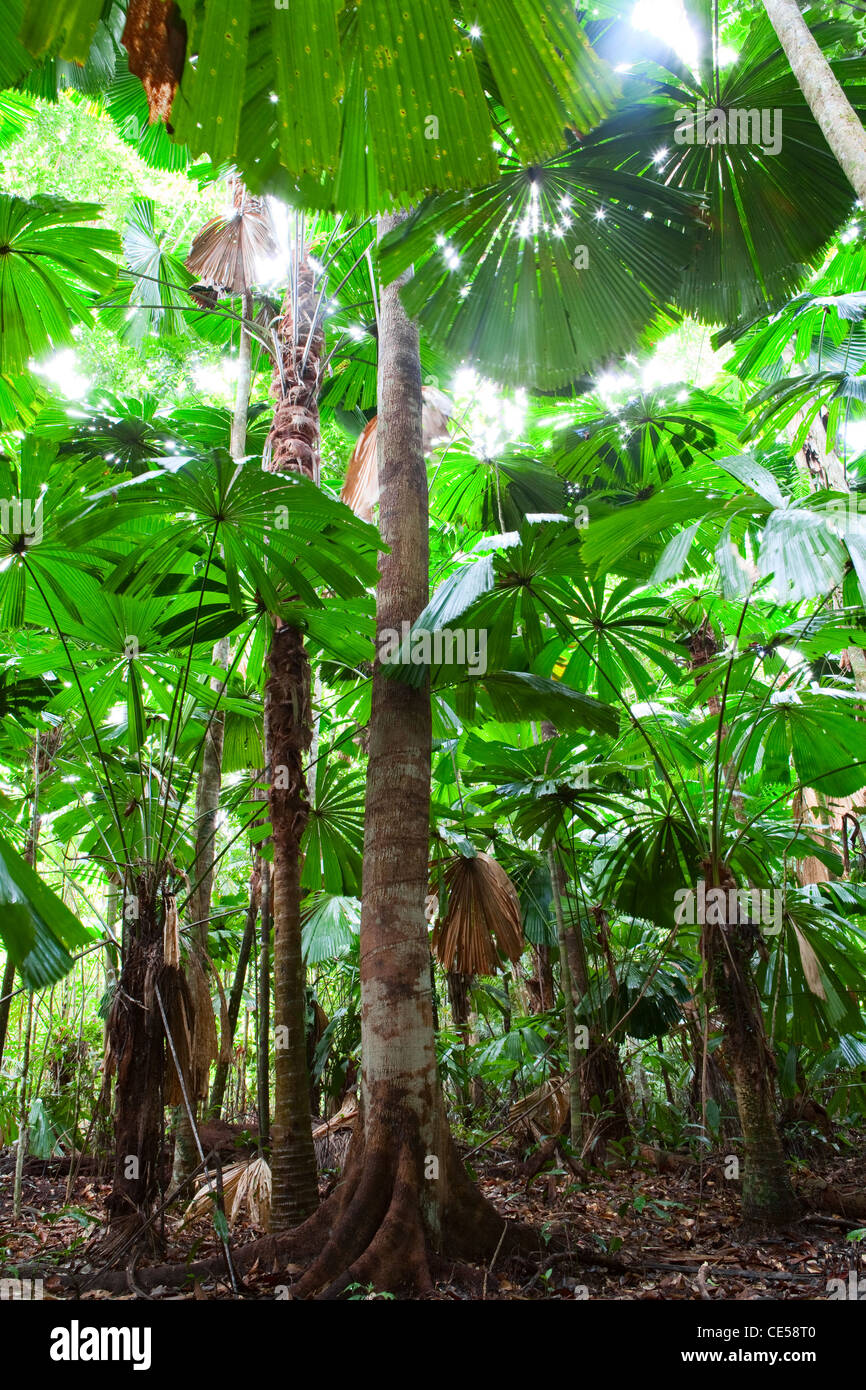 Fan palm forest hi-res stock photography and images - Alamy