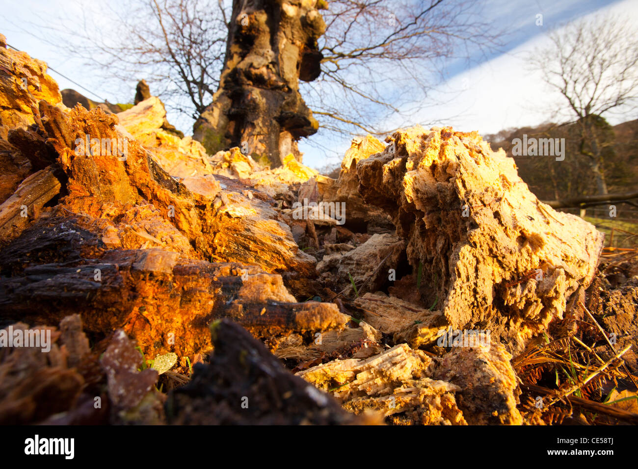 A rotten Beech tree stump, blown over in high winds Stock Photo - Alamy