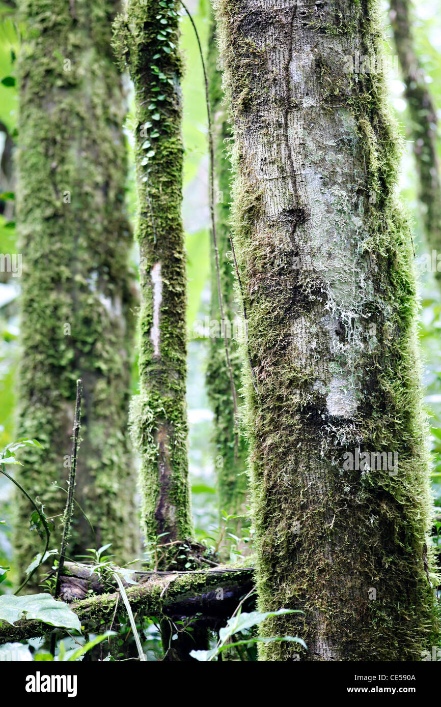 Trunks covered with moss hi-res stock photography and images - Alamy