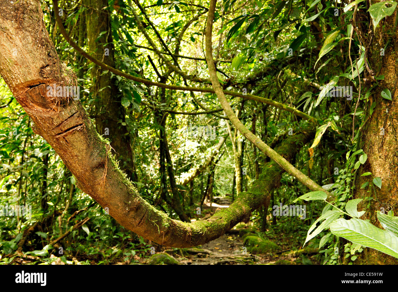 tropical rain forest green background Stock Photo - Alamy