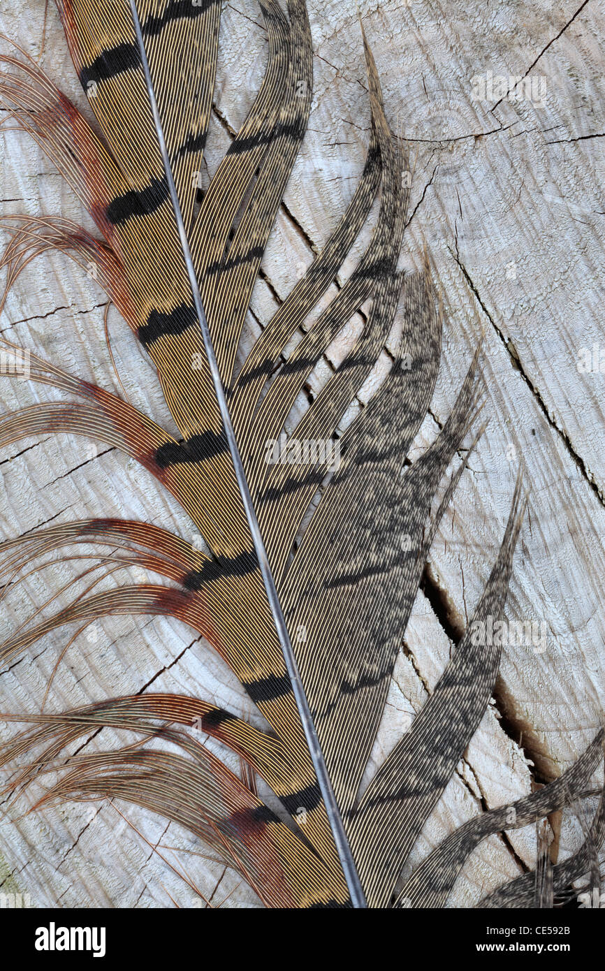 Detail of a pheasant feather on weathered wood Stock Photo - Alamy