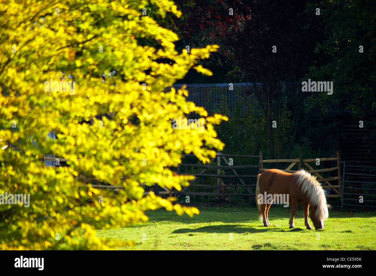 Moorland paddock hi-res stock photography and images - Alamy