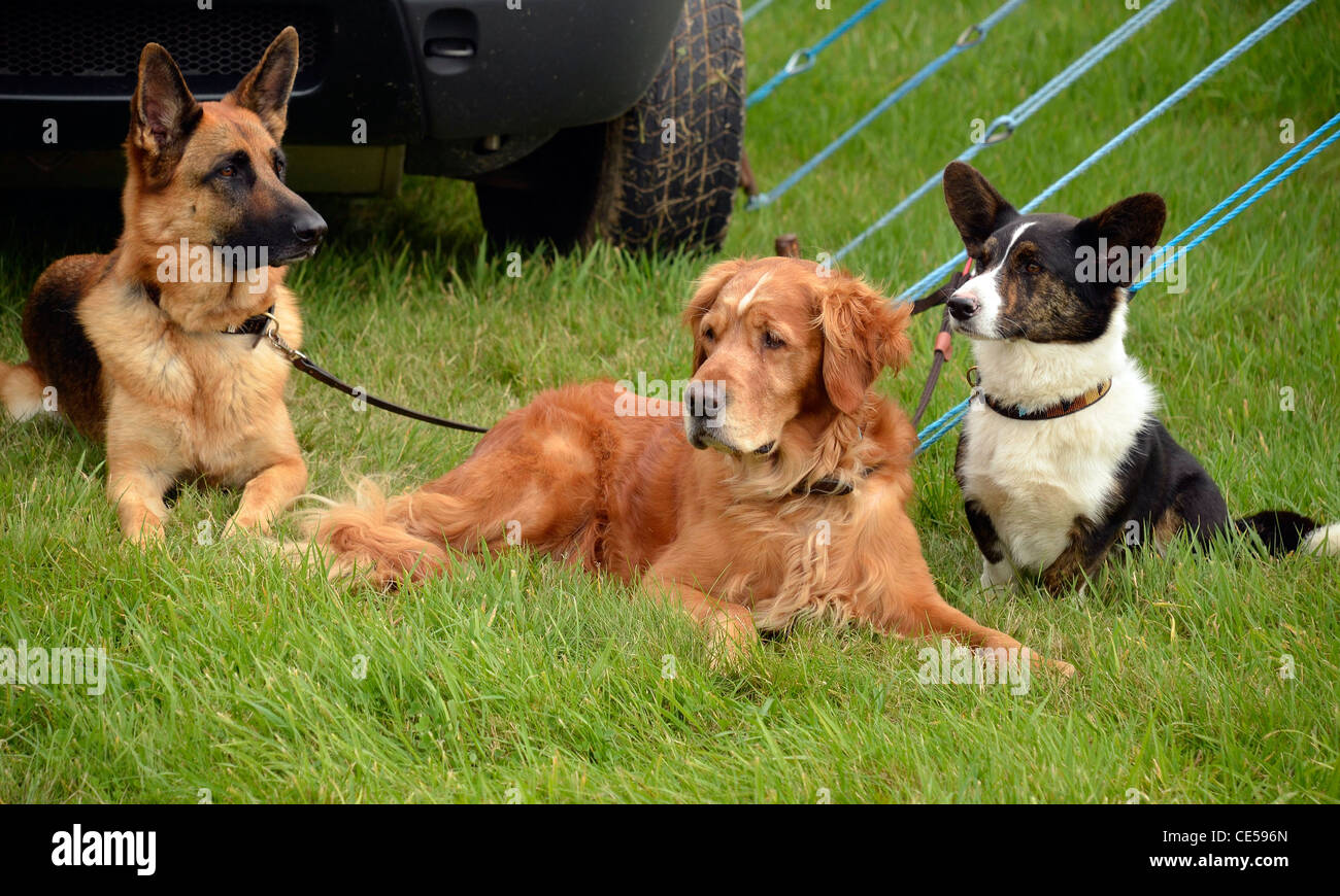 Pet return hi-res stock photography and images - Alamy