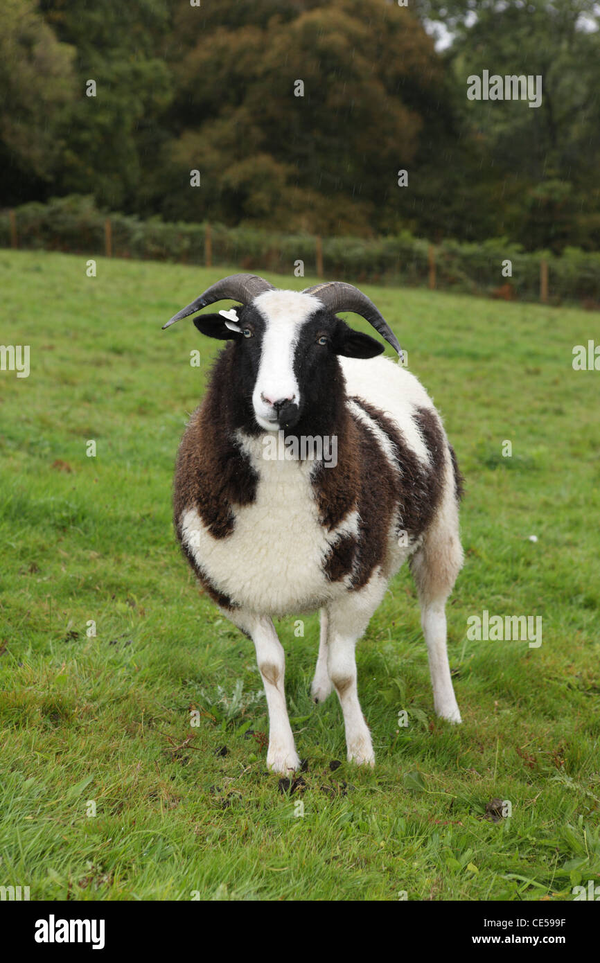 Documentary images covering small sheep keepers in the Forest of Dean ...