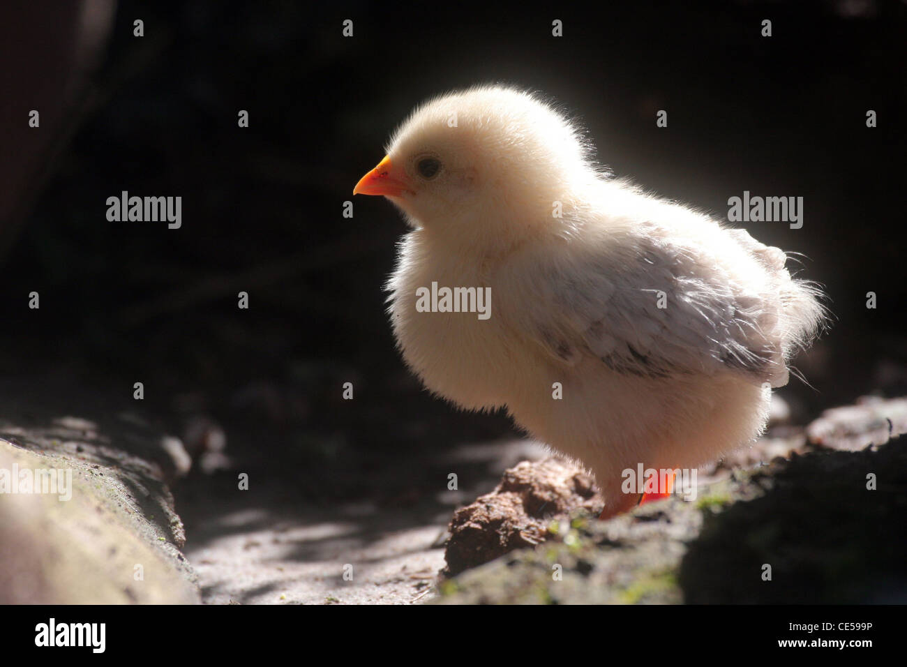 Little newborn baby chicken Stock Photo - Alamy