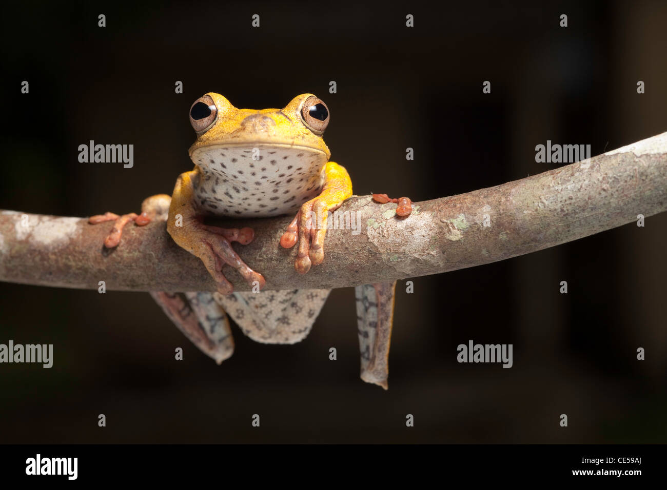 tree frog amphibian treefrog rainforest branch tropical Stock Photo - Alamy