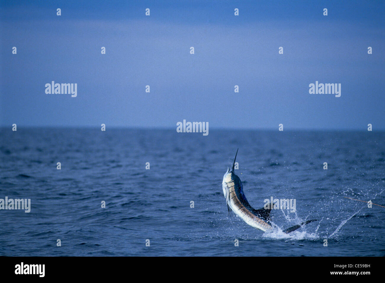 Deep sea fisherman catching a swordfish Stock Photo - Alamy