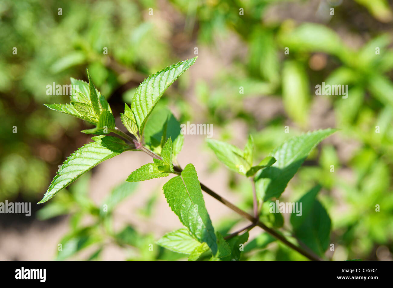 Peppermint (Mentha × piperita) plant, a cross between watermint and ...