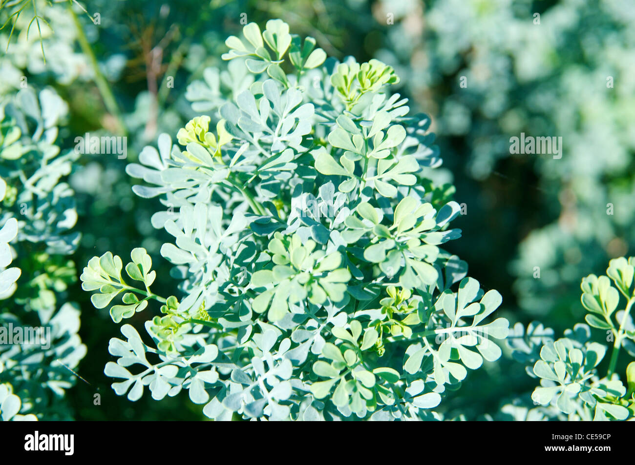 Foliage of the Common Rue (Ruta graveolens), a herb that is native to ...