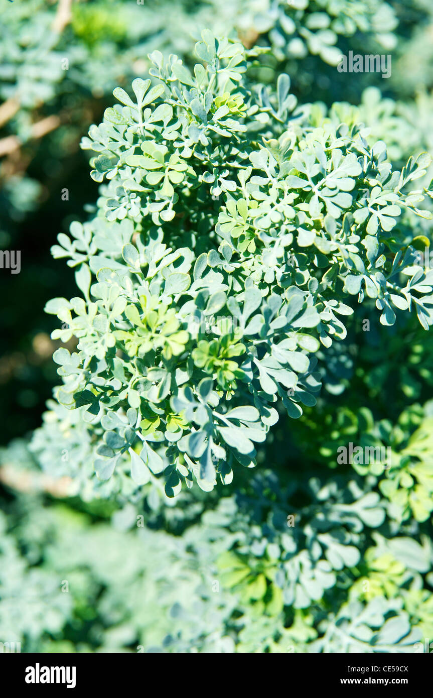Foliage of the Common Rue (Ruta graveolens), a herb that is native to ...