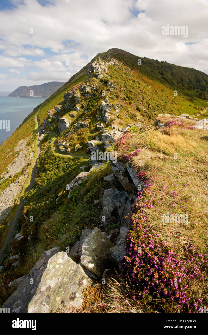 Heather growing on the clifftops at the Valley of Rocks on the Exmoor ...