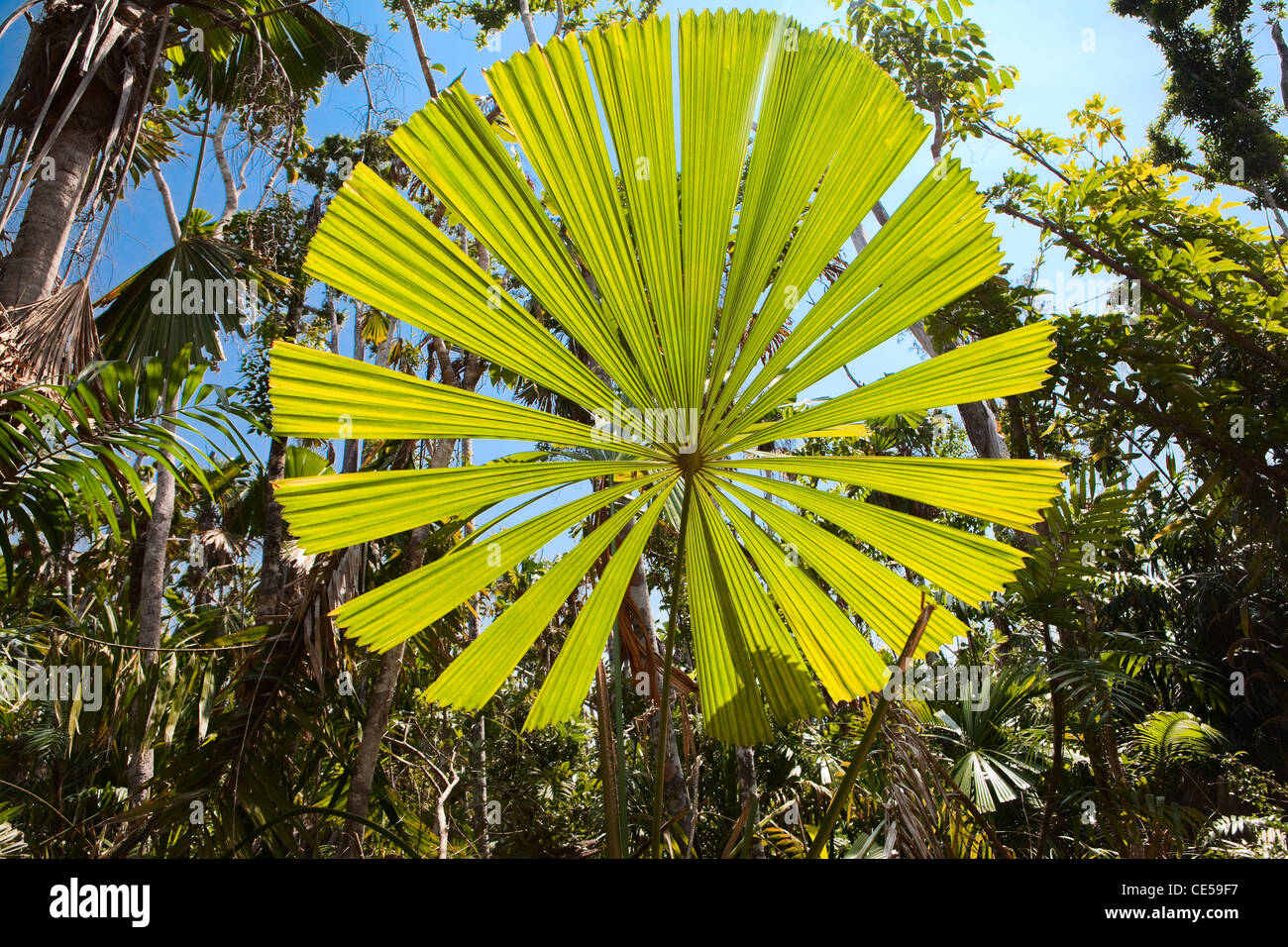 Fan palm forest hi-res stock photography and images - Alamy